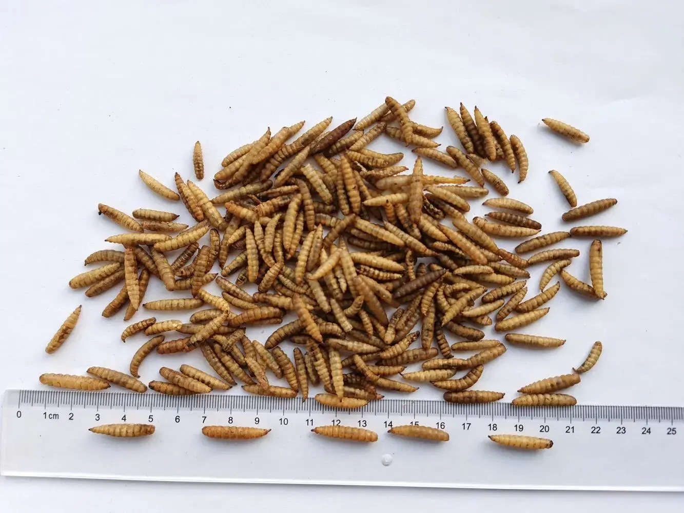 High-Protein Dried & Puffed BSF Larvae for Big Fish, Birds, Reptiles